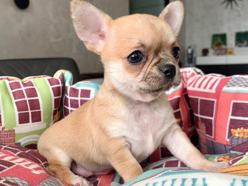Щенки чихуахуа большой выбор окрасов