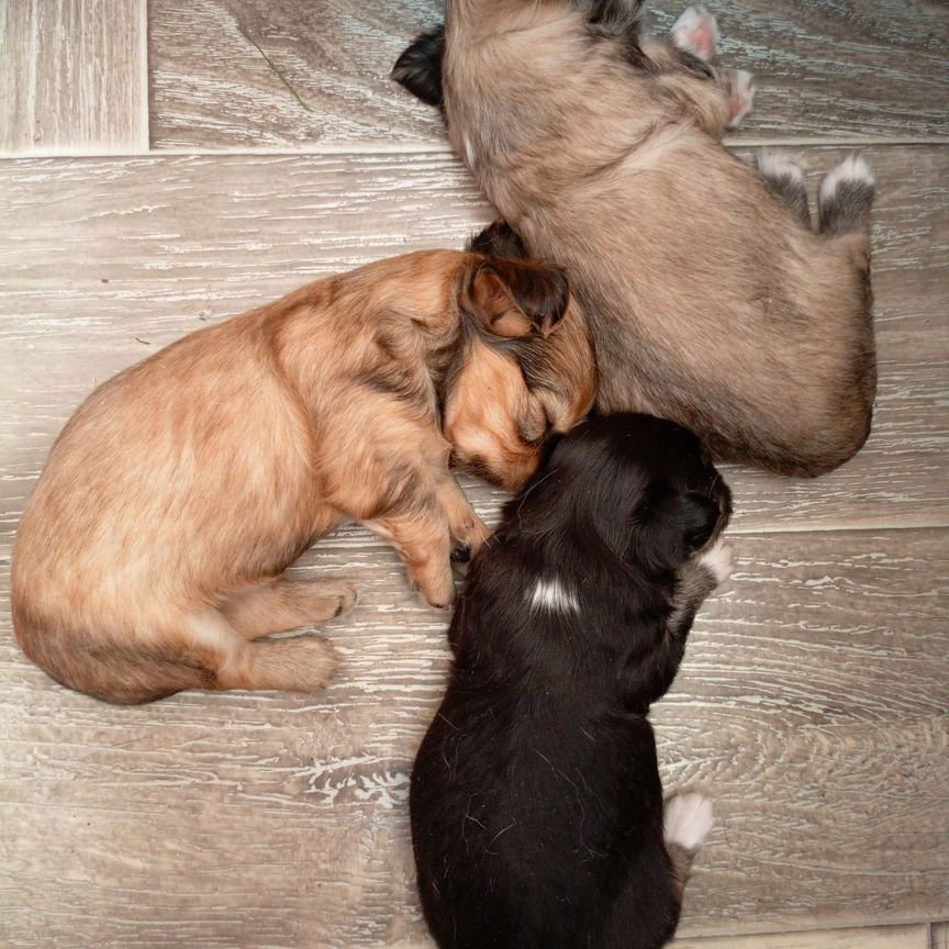 Щенки чихуахуа длинношерстные