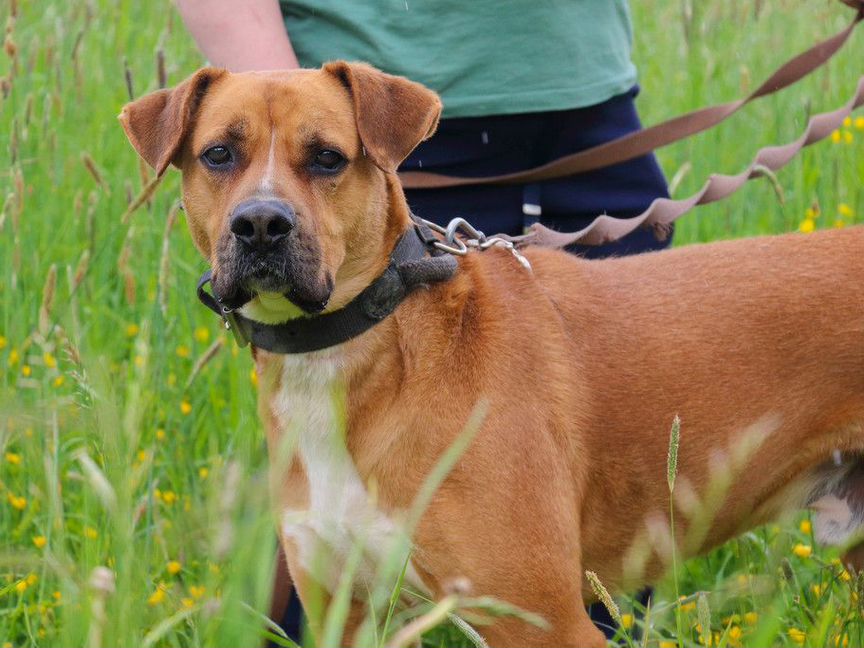 Мартин в добрые руки