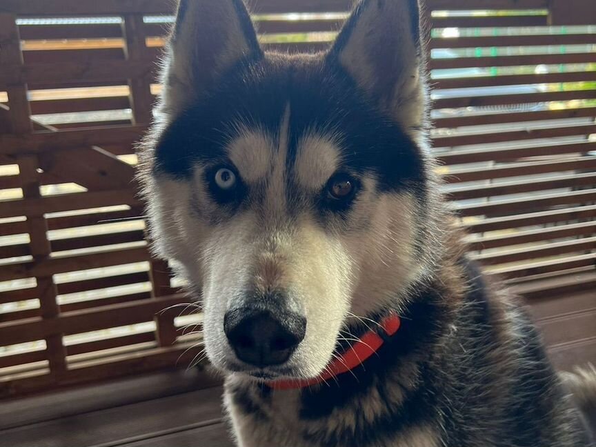 Хаски в любящие ручки