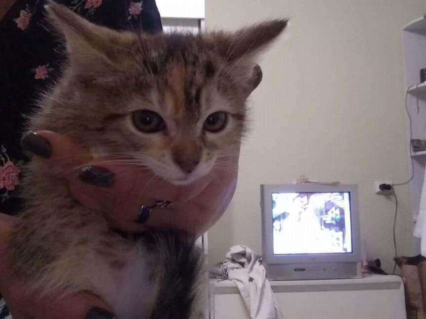 Котенок 1.5 месяца, девочка