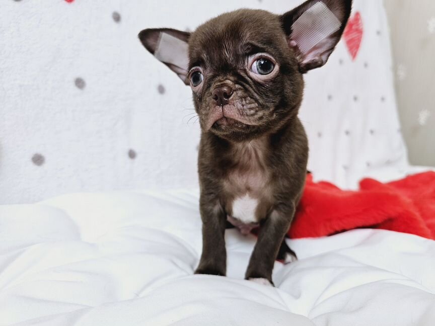 Щеночки чихуахуа редких окрасов