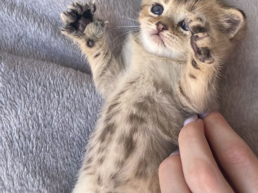 Котята золотая шиншилла
