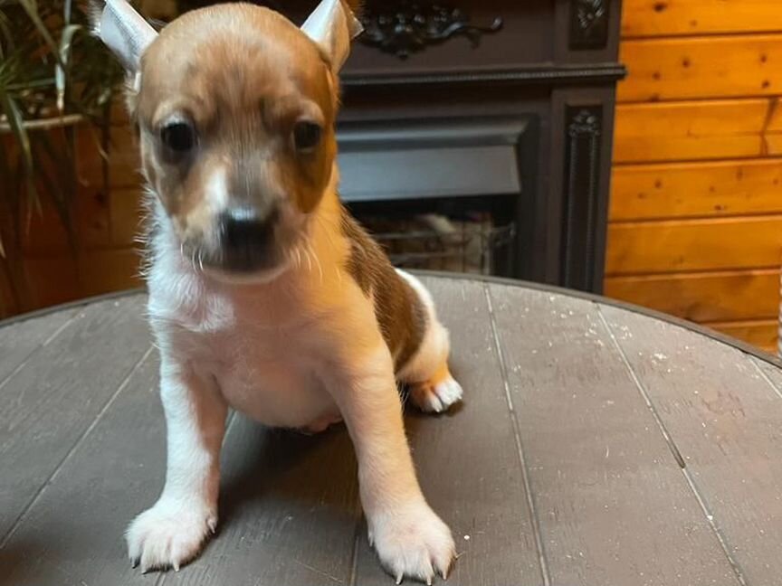 Американский голый терьер щенки