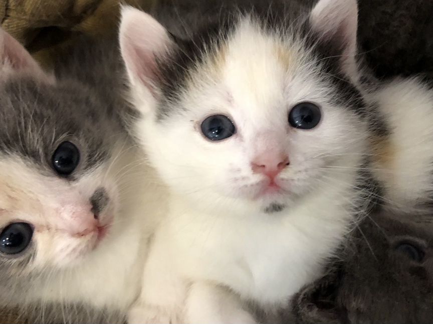 Котята в добрые руки