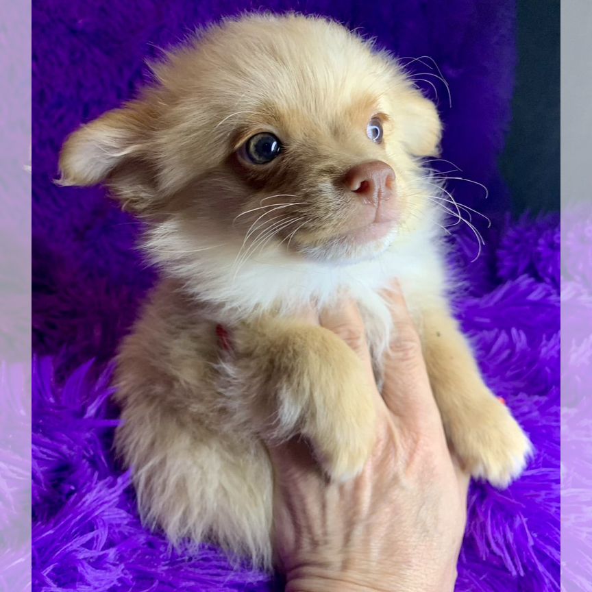 Чихуахуа, щенок