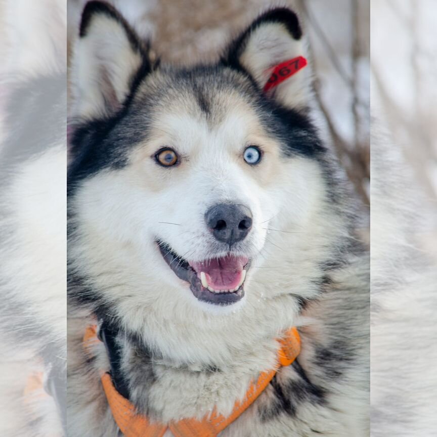 Взрослый пёс в добрые руки