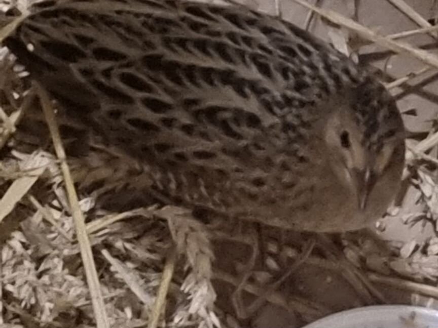 Отдам птицу Коростыль