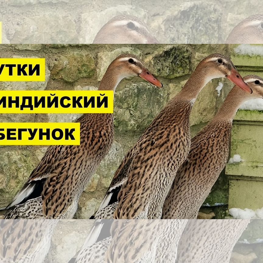 Птица домашняя