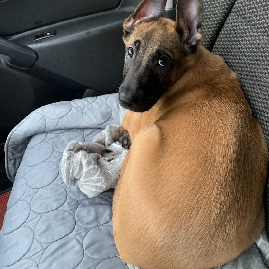 Бельгийская овчарка, щенок