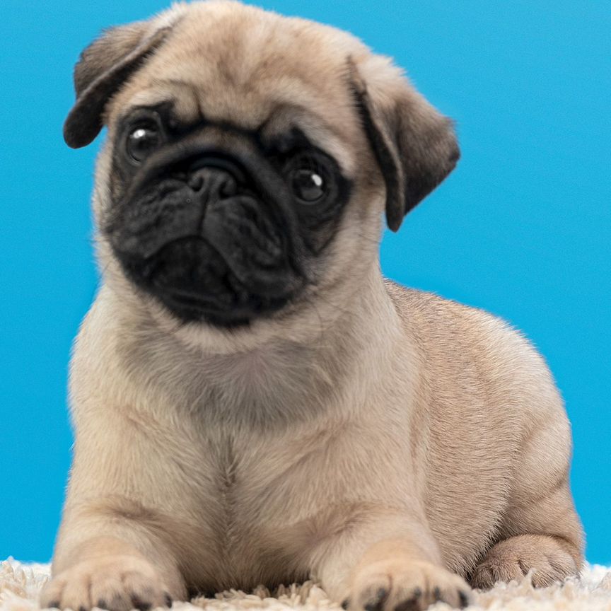 Мопс, щенок