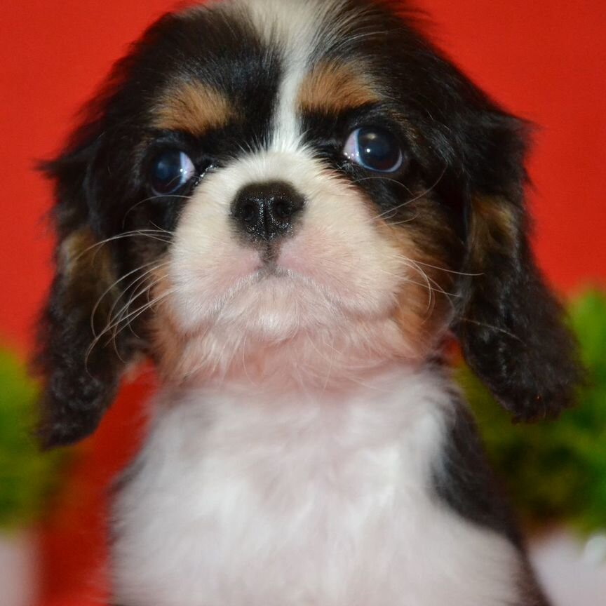 Кавалер кинг-чарльз-спаниель, щенок