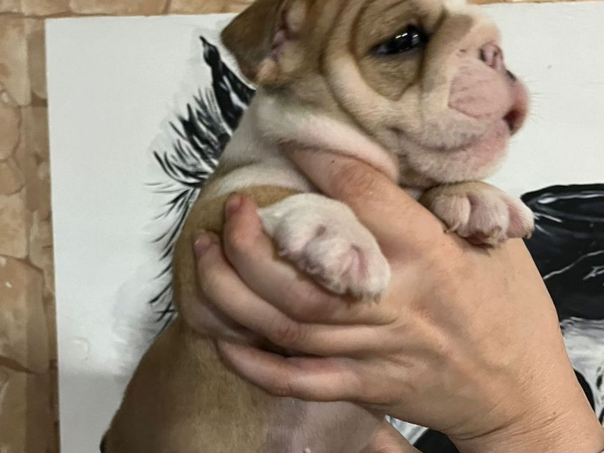 Английский бульдог