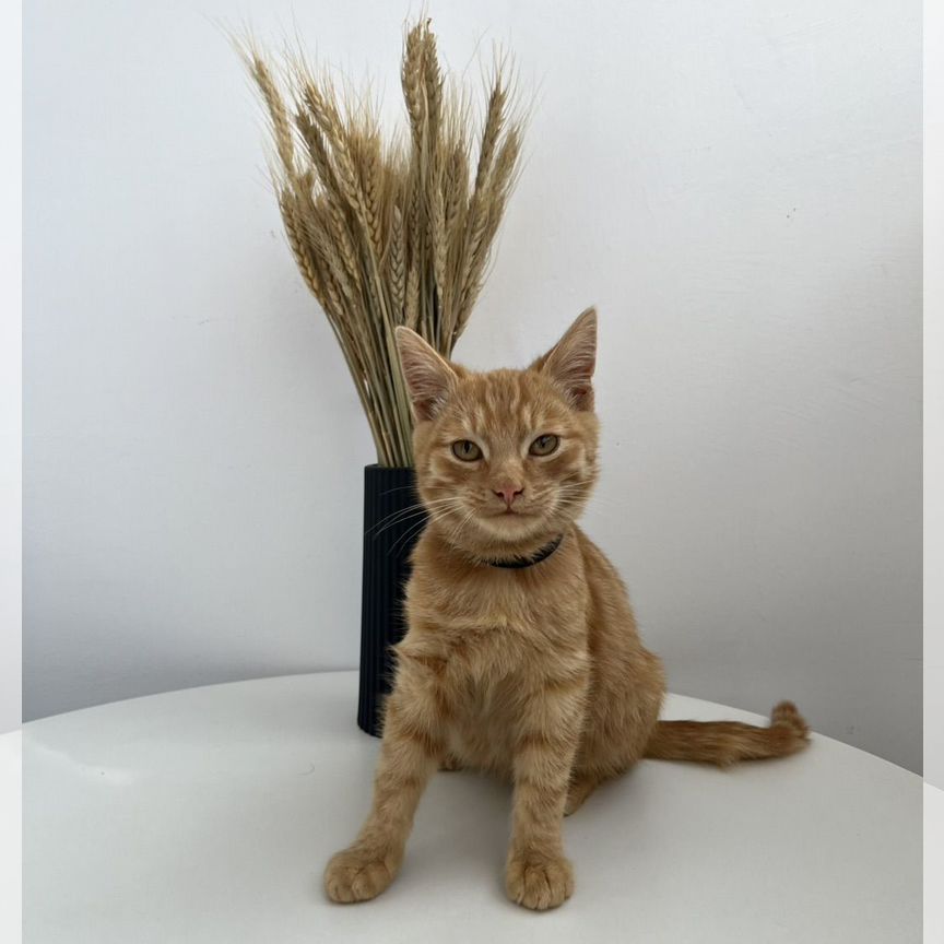 Рыжий котенок в добрые руки