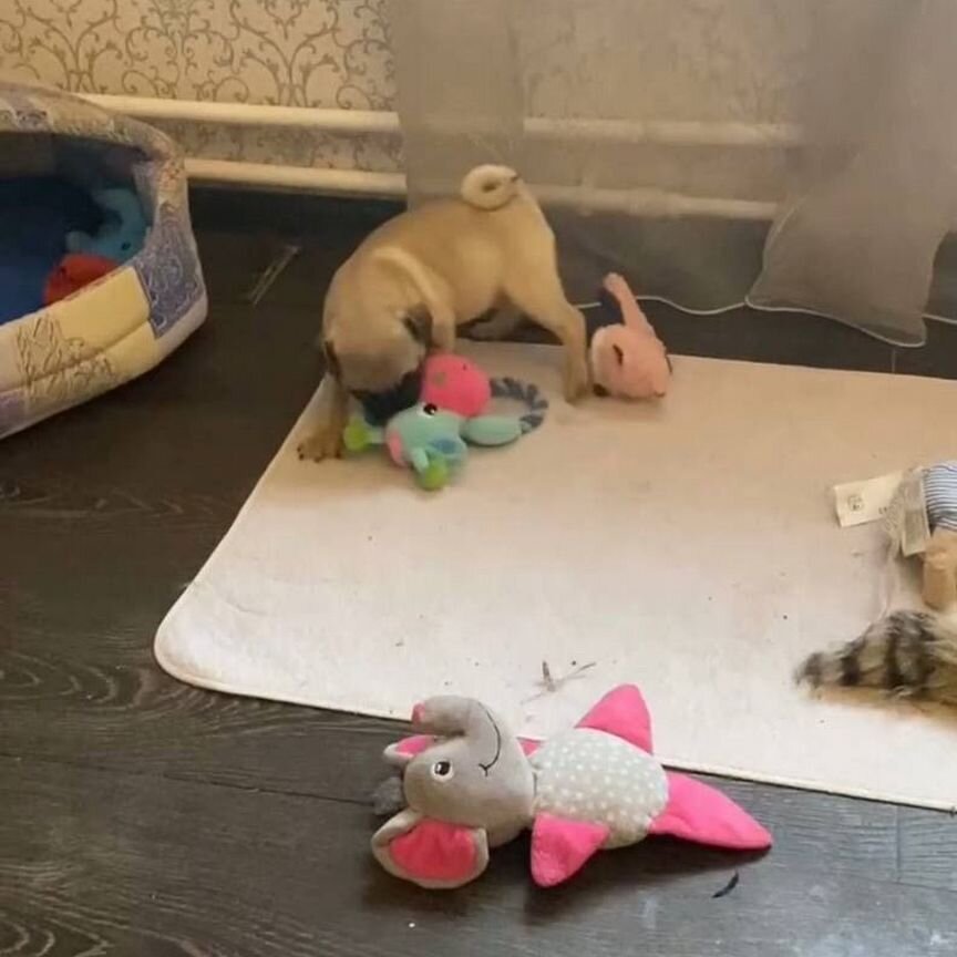 Щенок Мопса