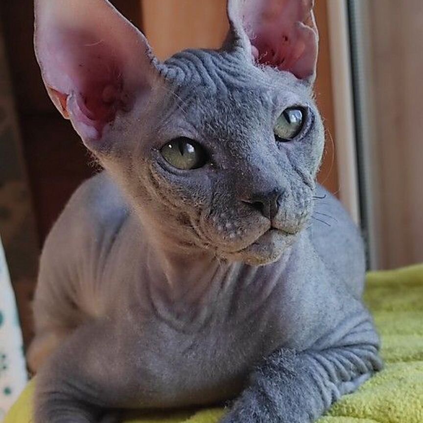 Донской сфинкс котята