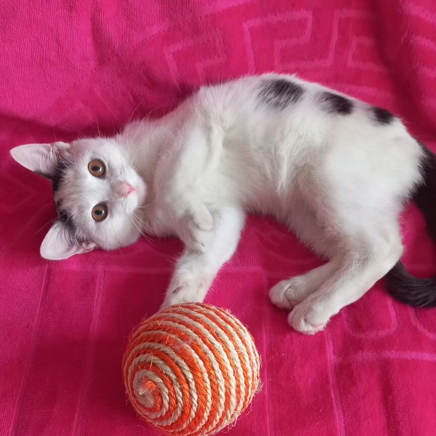 Котёнок в добрые руки