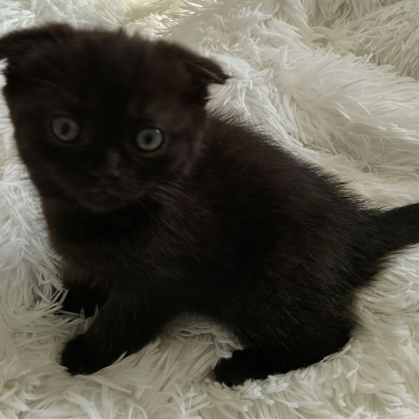 Шотландский вислоухий короткошёрстный котёнок