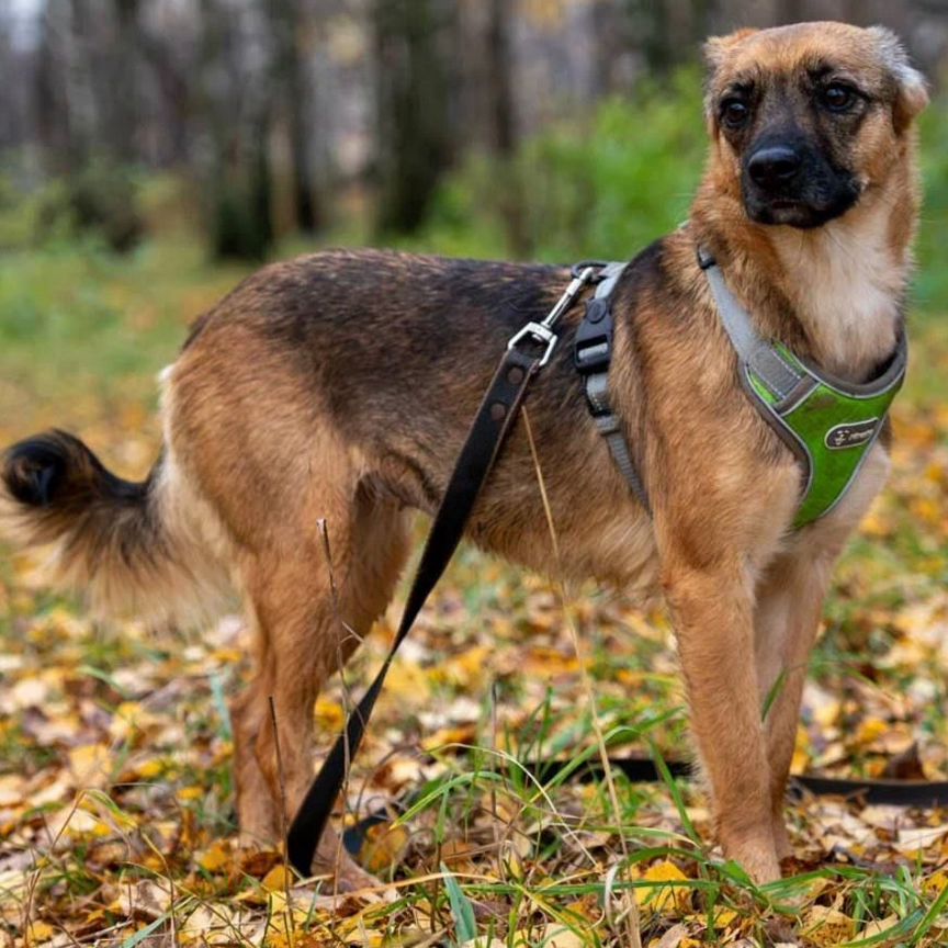 Взрослая собака в добрые руки