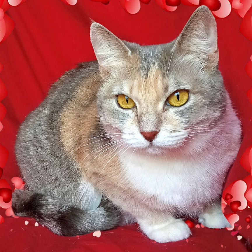 Кошки в добрые руки