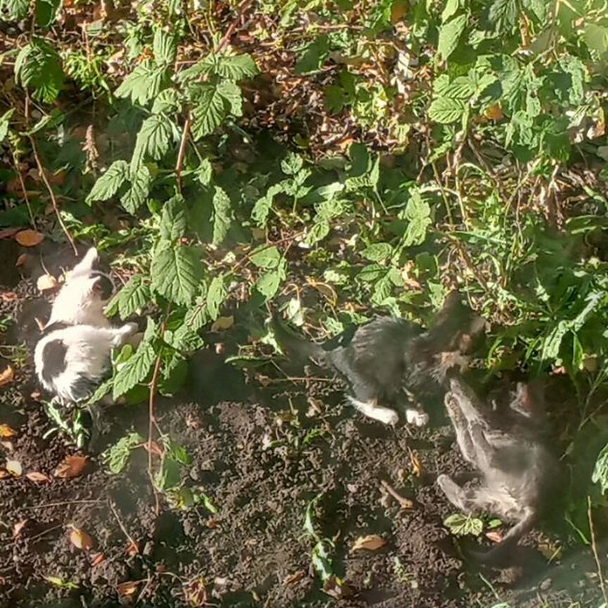 Домашние животные бесплатно