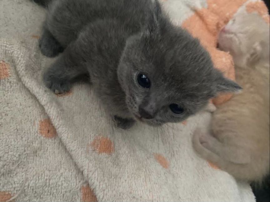 Кошка