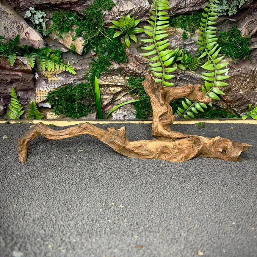 Коралловое дерево/Coral Wood кд1171