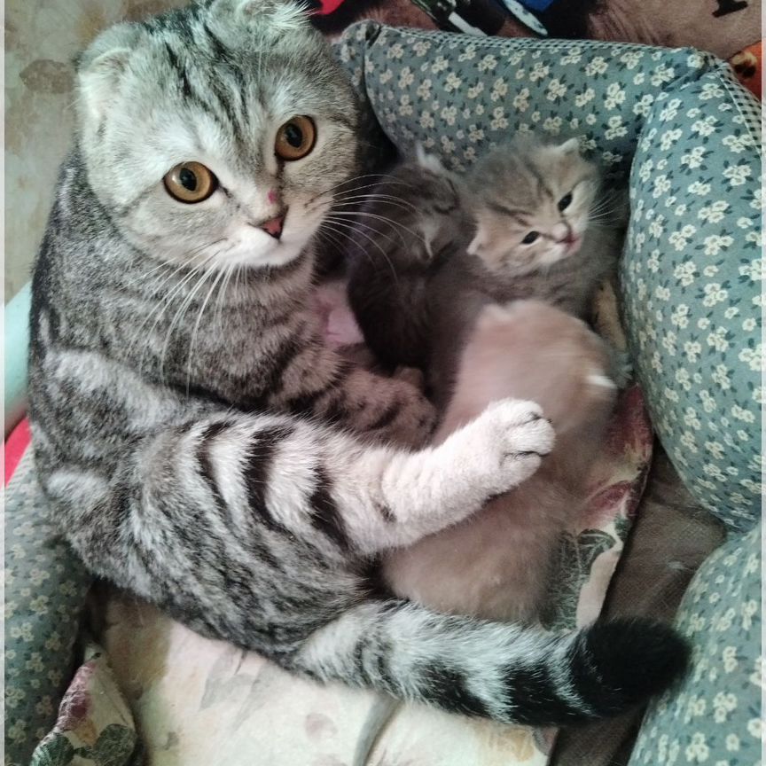 Шотландский вислоухий короткошёрстный котёнок