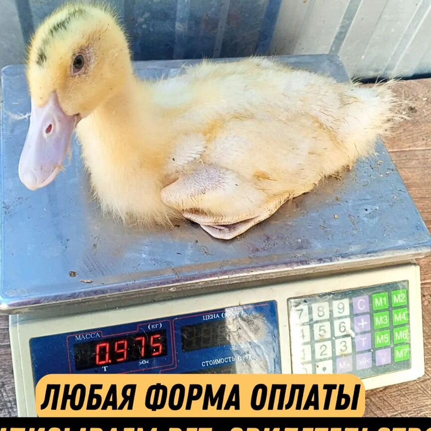 Утки муларды вакцинированные оптом с доставкой