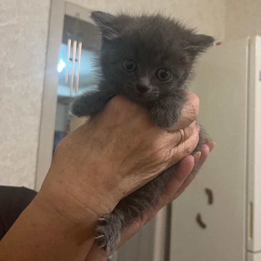 Котёнок в добрые руки