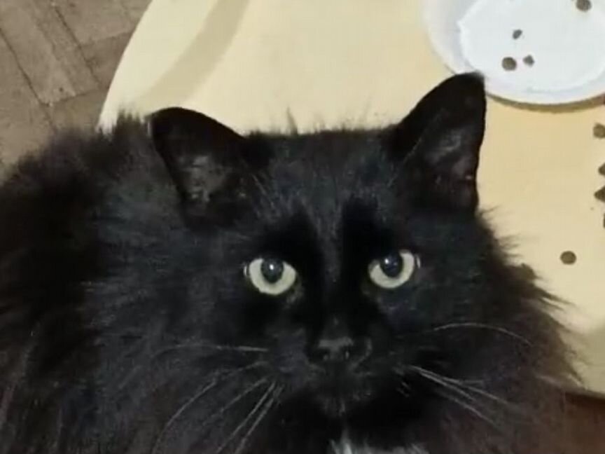 Кот и коша, парочка