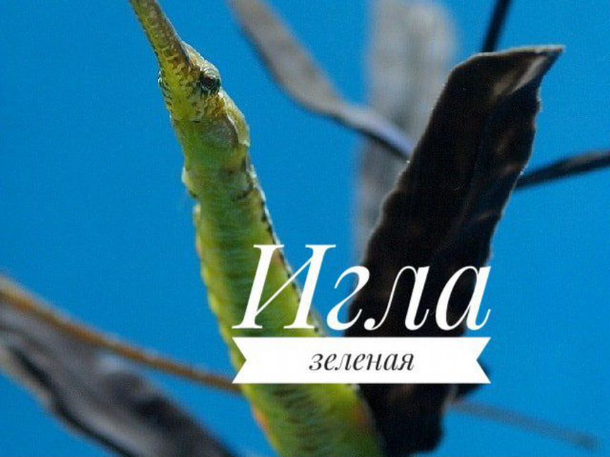 Игла зеленая (рыбка в наличии)