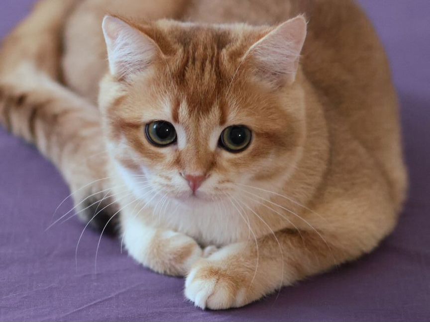 Золотая шиншилла