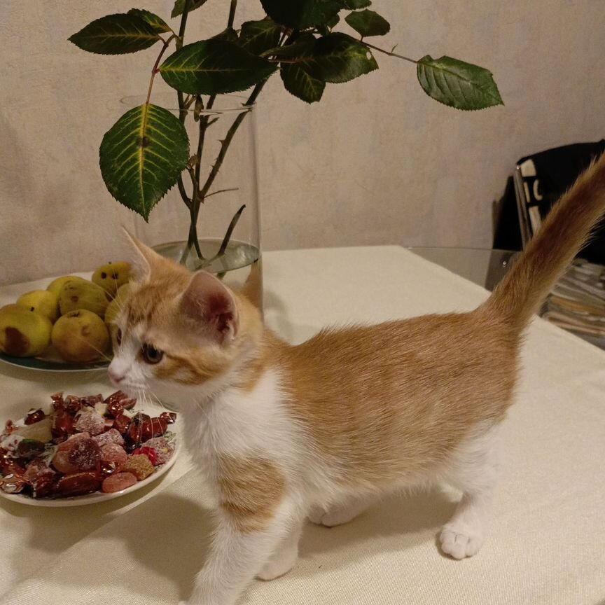 Котята