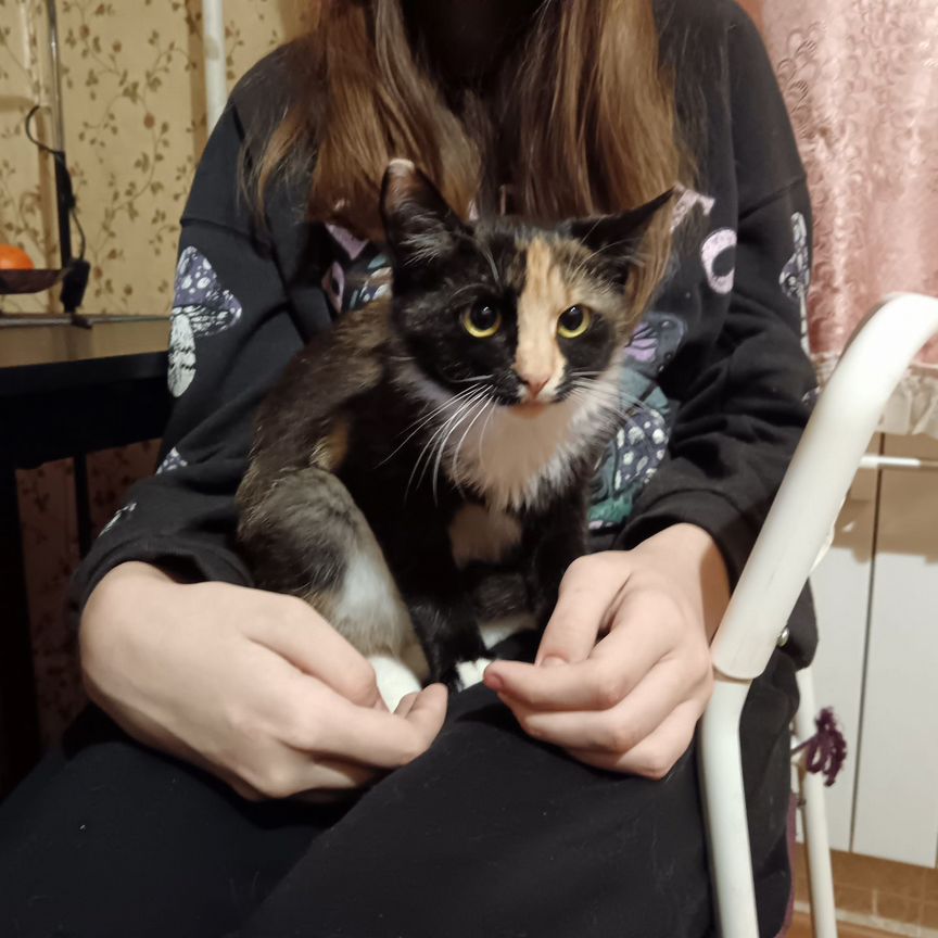 Котенок