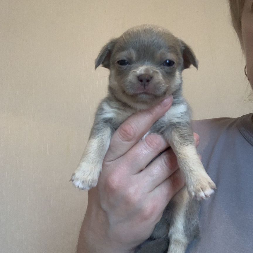 Чихуахуа, щенок