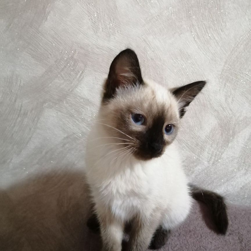 Тайская кошечка
