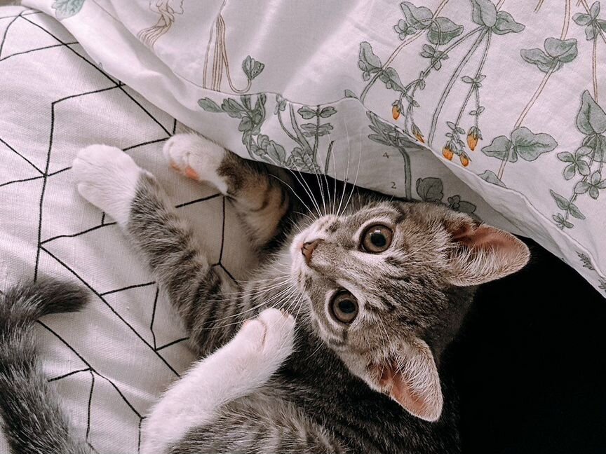 Котенок бесплатно