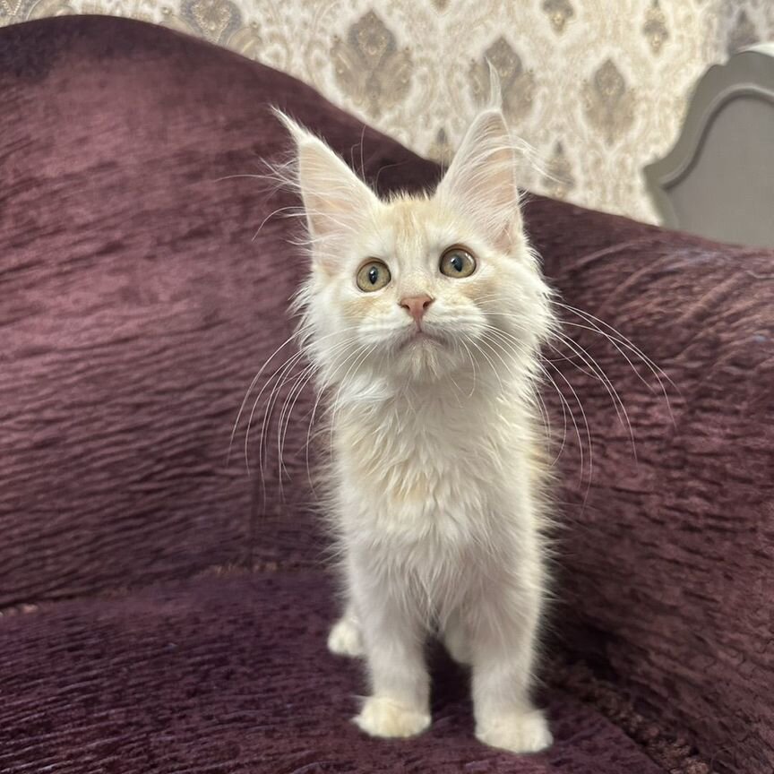 Мейн-кун котенок