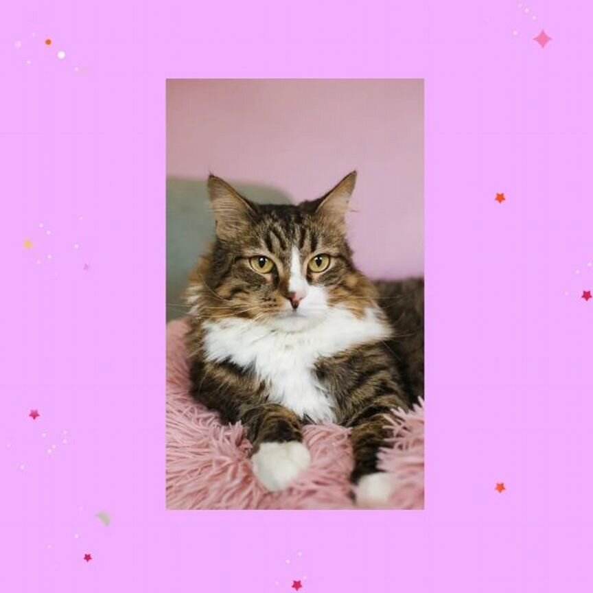 Кошка Маффи, 3 года, сибирская порода