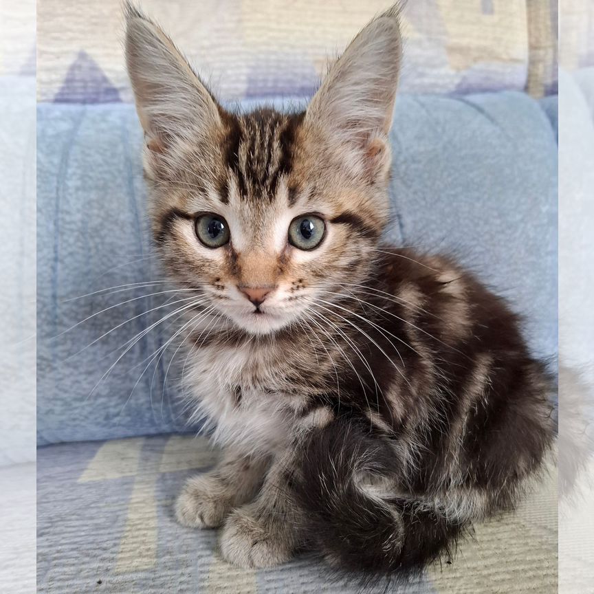 Мейн-кун котёнок