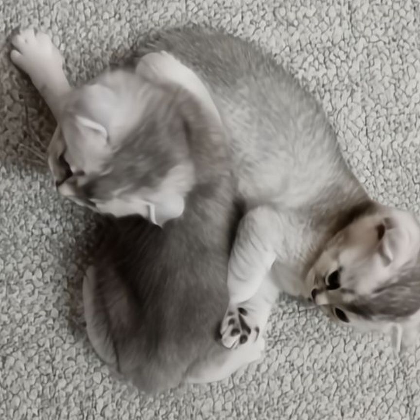 Шотландский вислоухий короткошёрстный котёнок