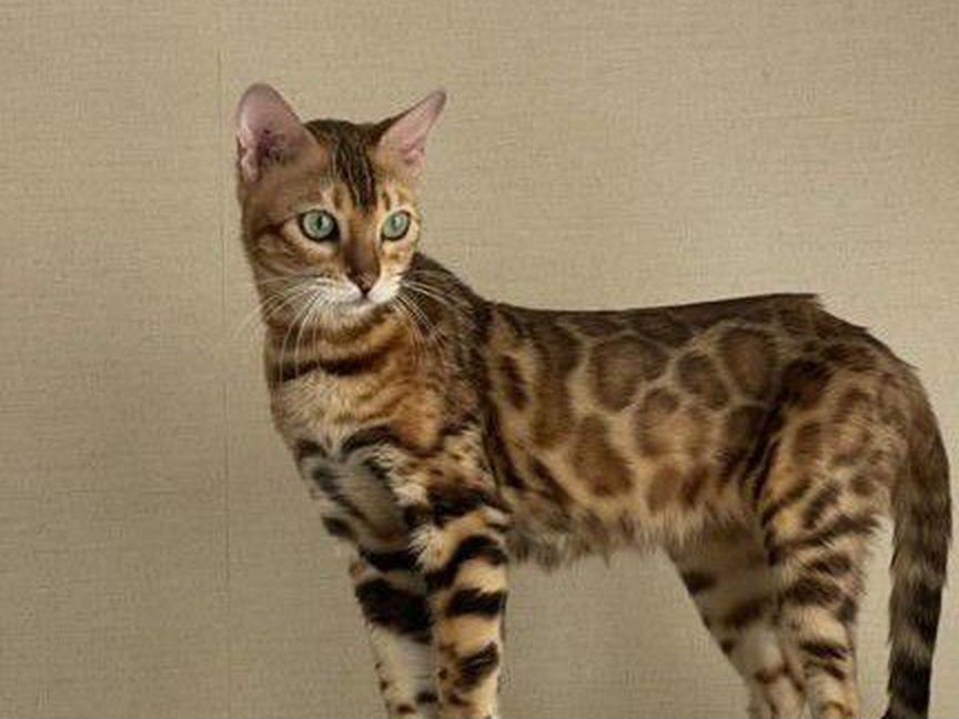 Бенгальская кошка