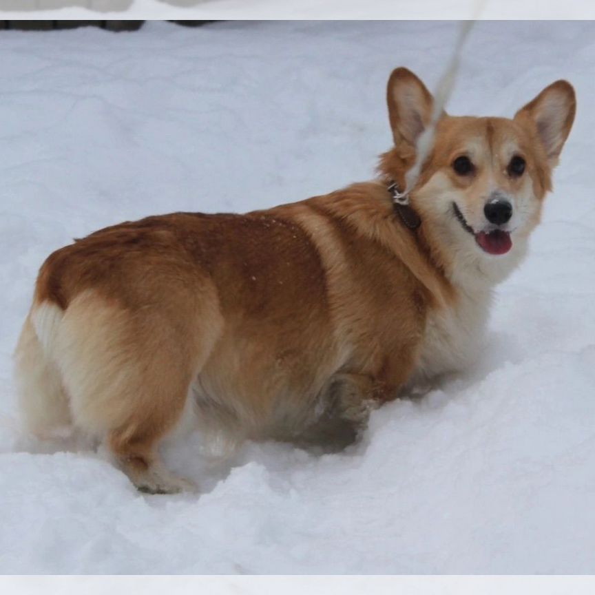 Вельш корги в добрые руки