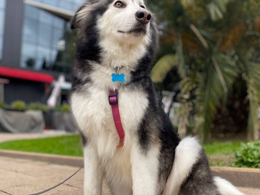 Воспитанная хаски маламут в добрые руки