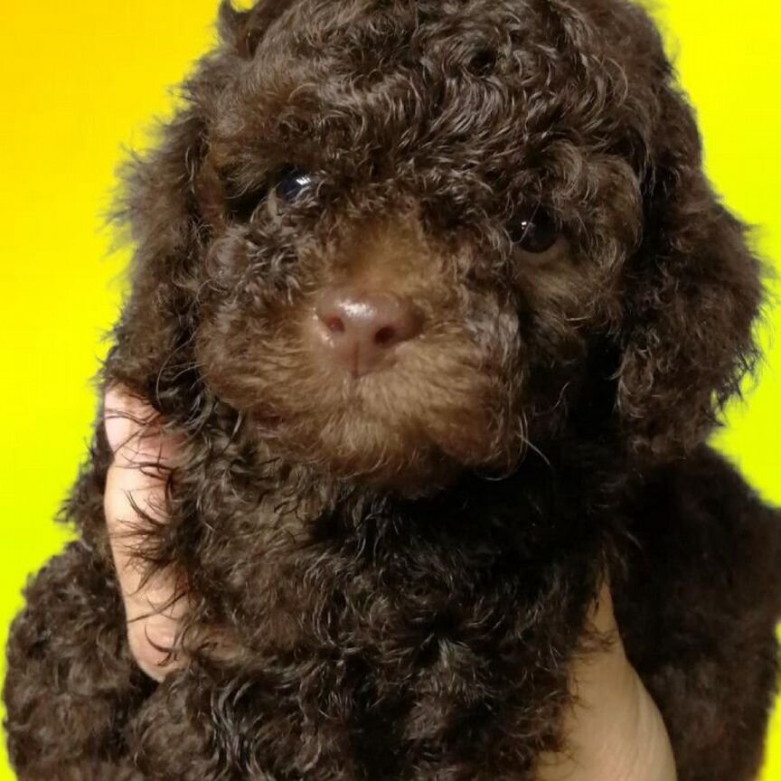 Той-пудель, щенок