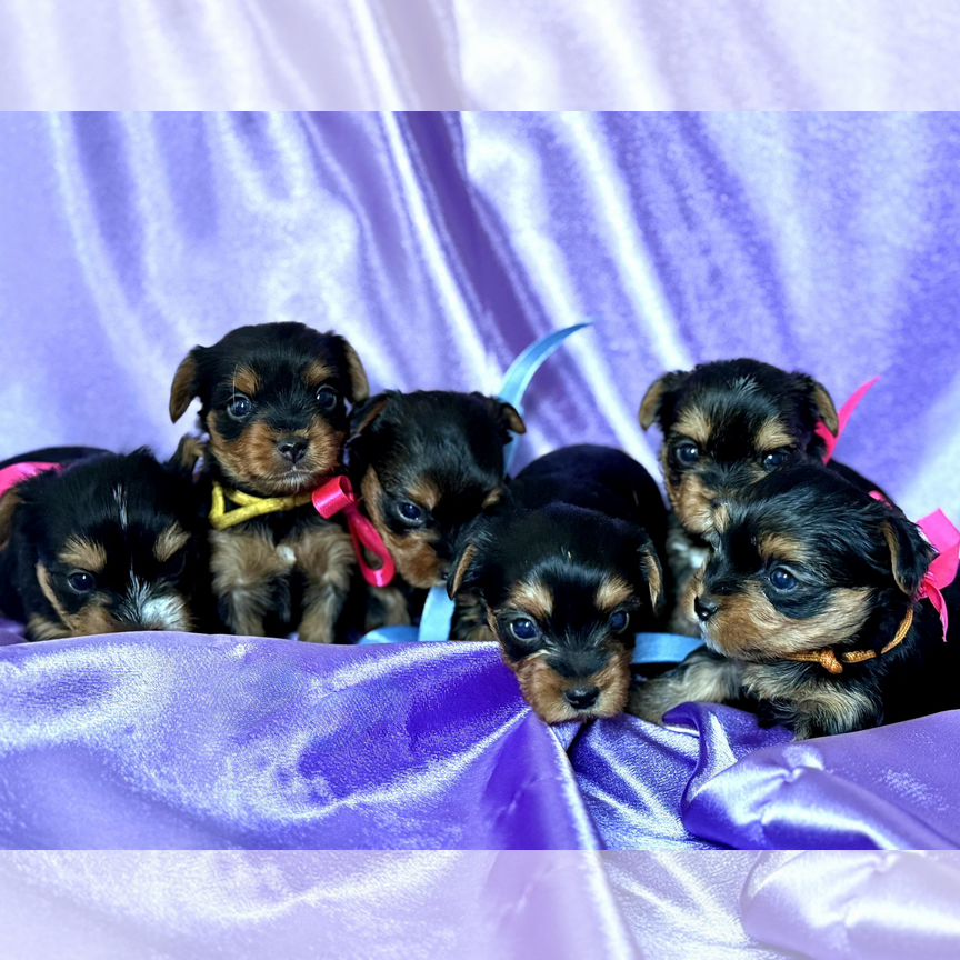 Йоркширский терьер, щенок