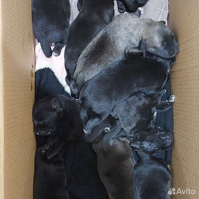 Щенки от Лабрадора и овчарки