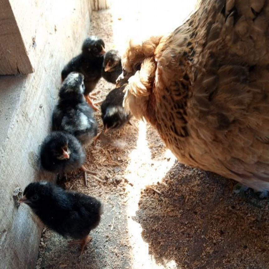 Клушка с цыплятами