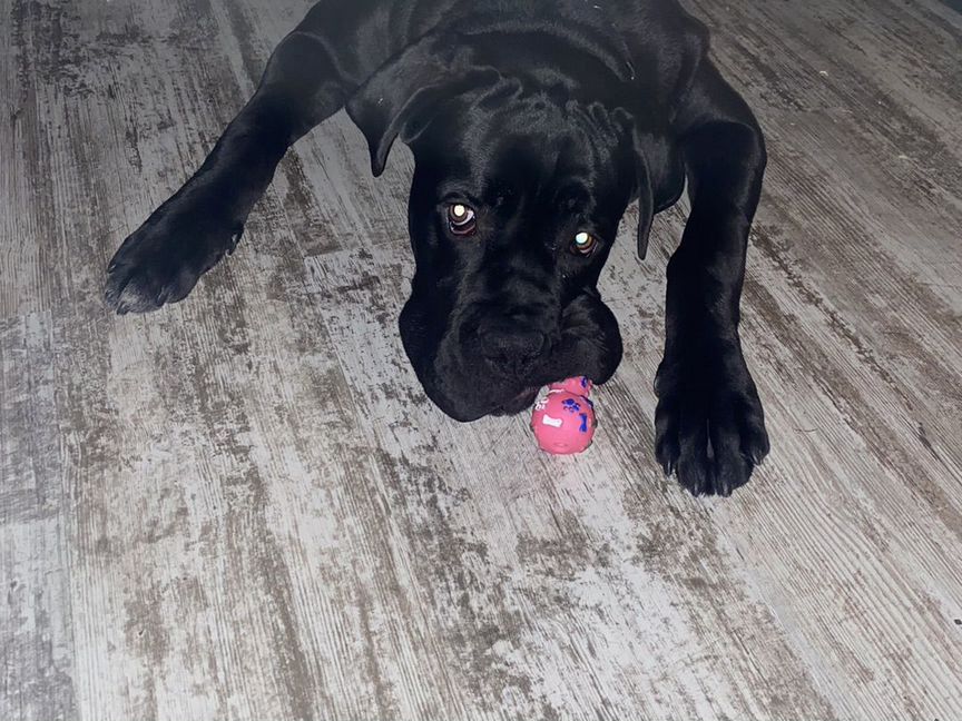 Кане Корсо щенок